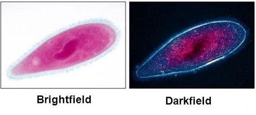 Dark Field Microscope